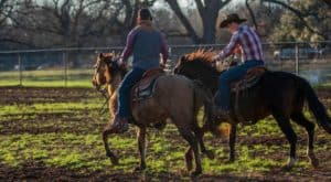 4 Timelines for Horse Training